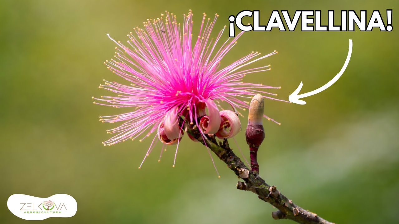 ¿Conoces la Amapola o Coquito? El árbol mexicano de flores irreales