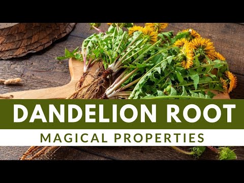 Dandelion Root Magical Properties
