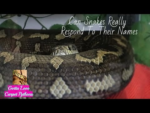 Can Snakes Respond To Their Names You Tell Me (Watch And See)