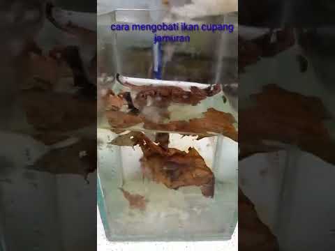 cara mengobati ikan cupang jamuran #cupanghias #ikanhias #videoshort #ikancupang #bettafish