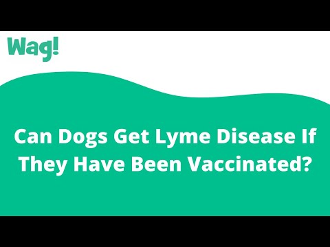 Can Dogs Get Lyme Disease If They Have Been Vaccinated? | Wag!