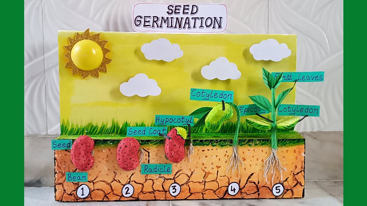 Seed Germination Project Model | seed germination model kaise banayen #sciencemodel #biologyproject
