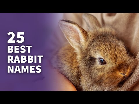 25 BEST Rabbit Names (Popular & Best Bunny Naming Ideas)