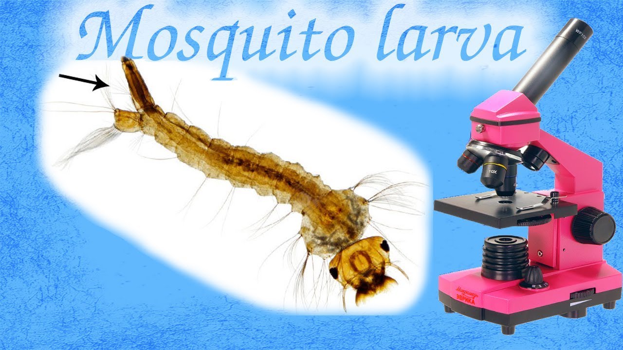 Mosquito larva under the microscope  Larva structure