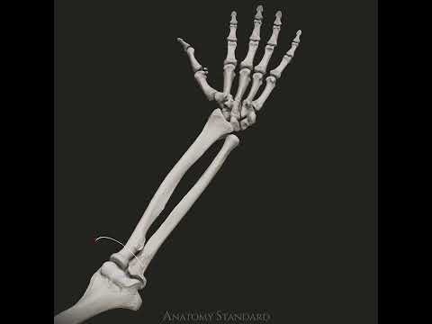 The supination and pronation movement of the forearm