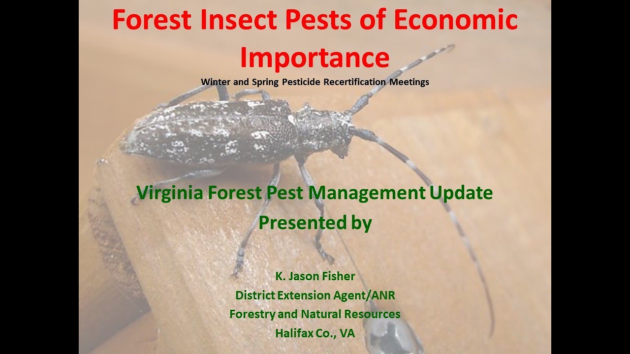 Fifteen Minutes in the Forest: Forest Pests of Economic Importance
