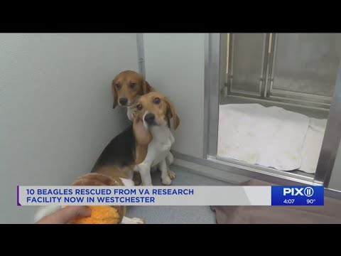 10 beagles rescued from VA research facility now in NY