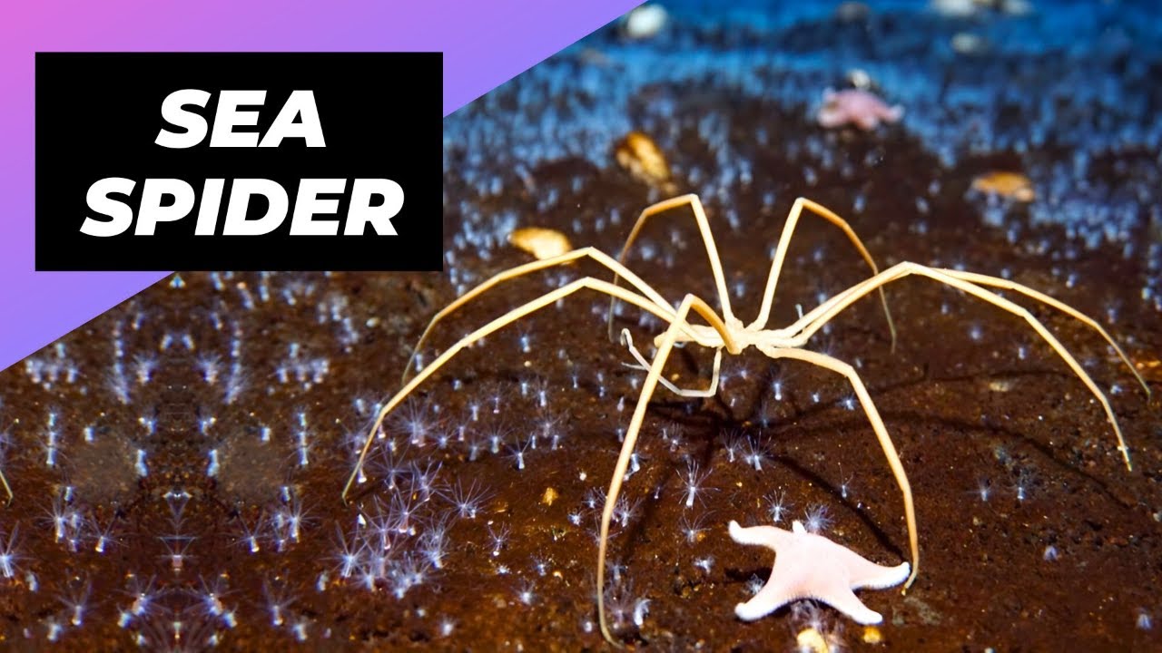 Sea Spider 🌊 The Giant Spider Of The Sea!