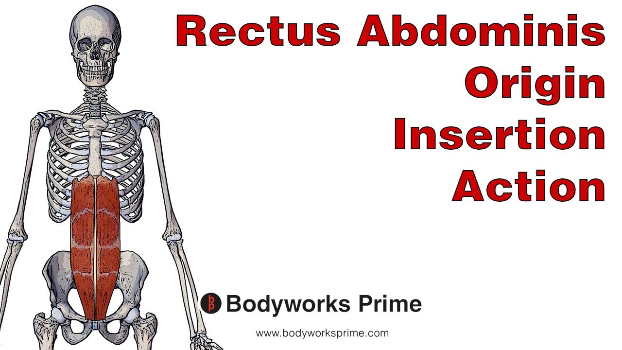 Rectus Abdominis Anatomy: Origin, Insertion & Action