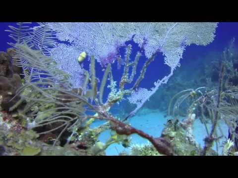 Sail Caribbean Divers - Spyglass Wall Dive, British Virgin Islands