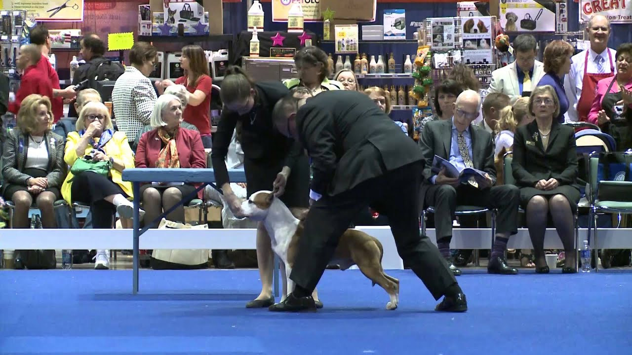 Best Bred By Exhibitor. Groups: Herding, Terrier and Working