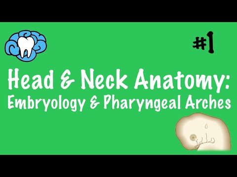 Head & Neck Anatomy | Embryology & Pharyngeal Arches | INBDE