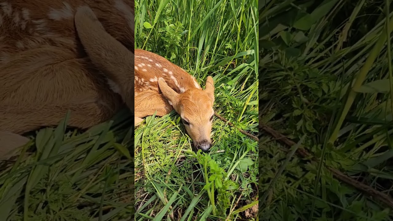Rare footage! Whitetail fawns less than 24 hours old in the wild! #fawns