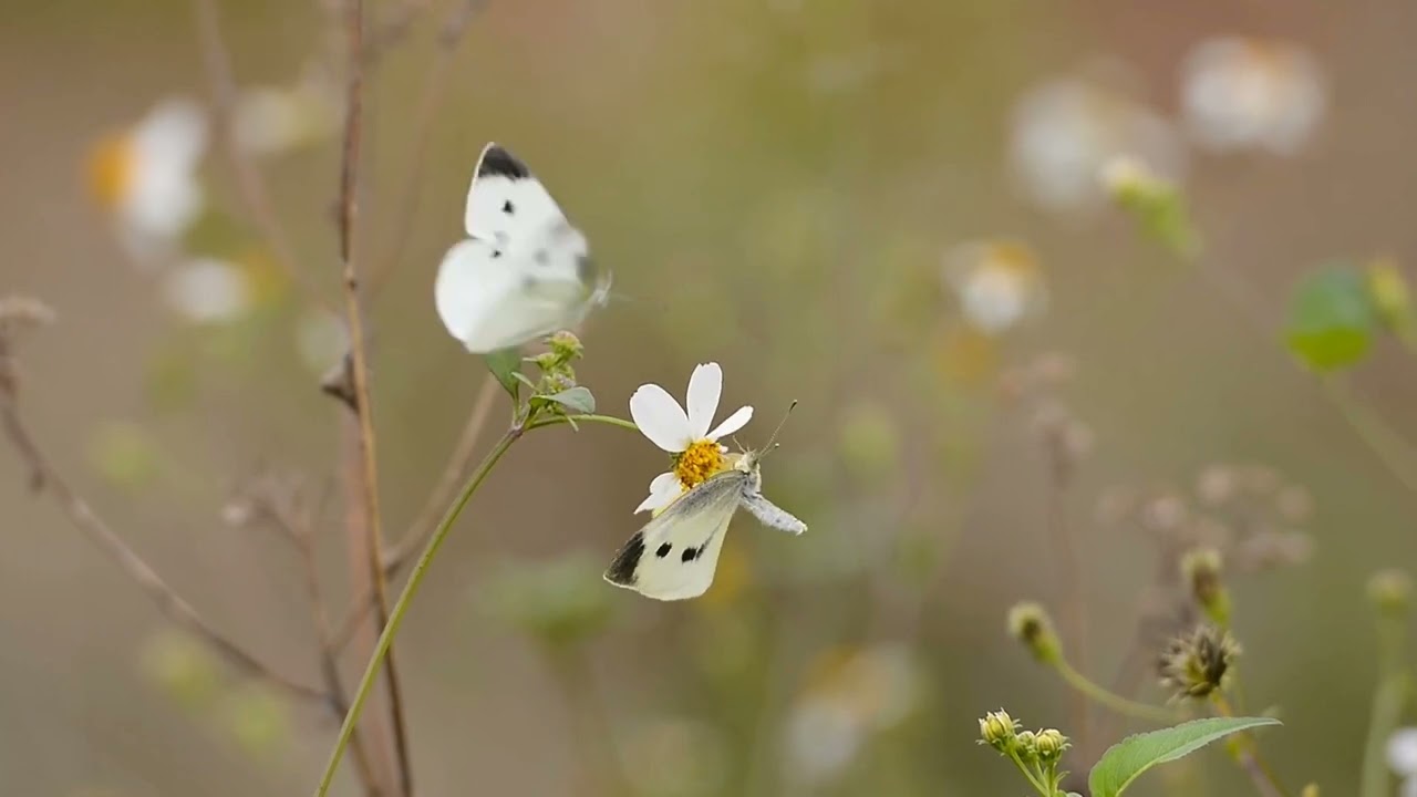 Flowers HD background video #pixabay #background #ShonMarvTV