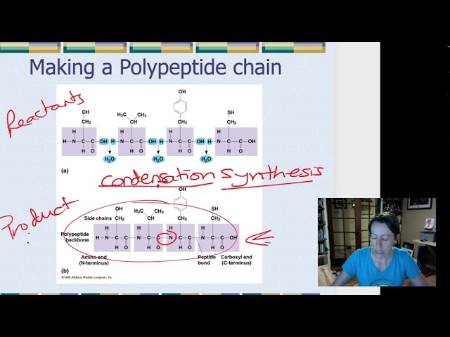 Understanding the Formation of Polypeptide Chains: A Comprehensive ...
