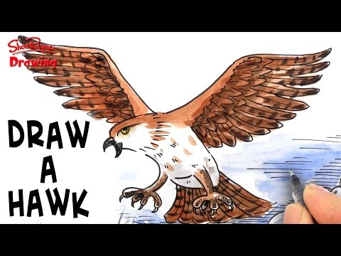 How to draw an Attacking Hawk – Shoo Rayner
