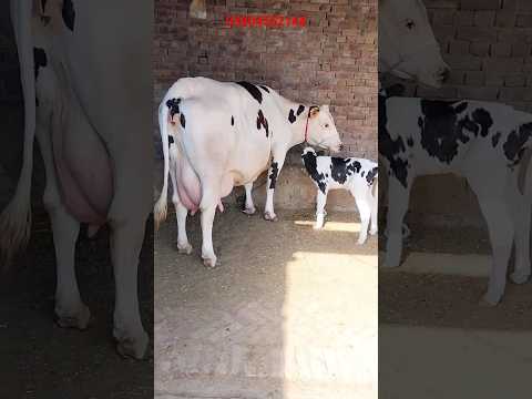 pure jarsi cow for sale in Pakistan/04/10/23 #apnapunjabtv