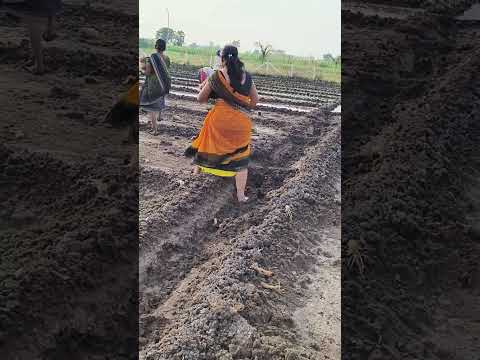 शेतकरी ????#shetkari#village life#farmerlife #shortsvideo #ytshorts #Marathi mulagi#trending #viral