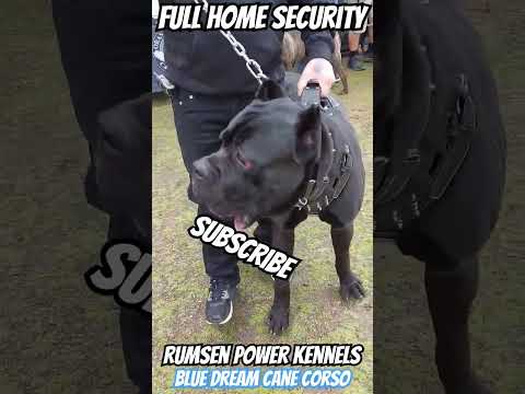 Rumsen Power Kennels