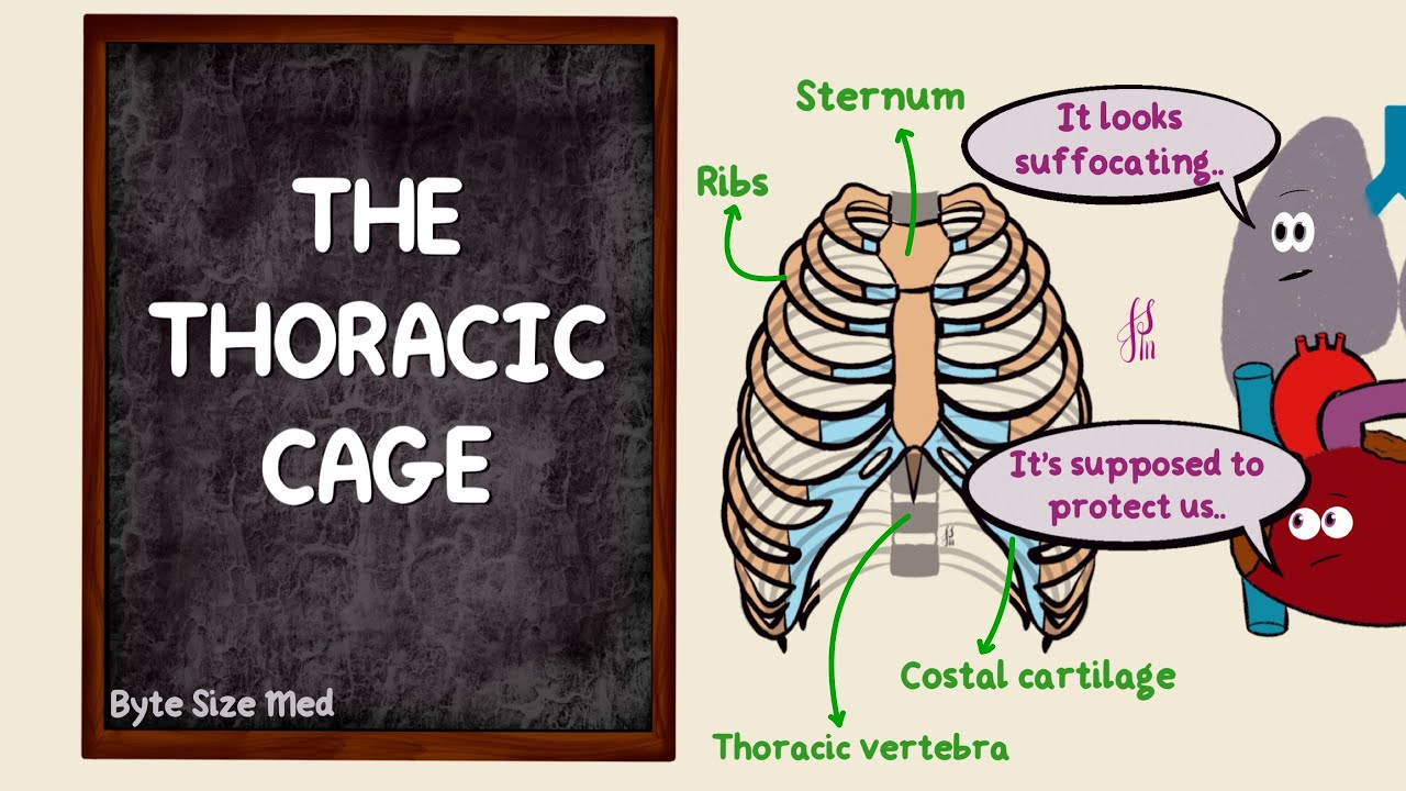 Understanding the Thoracic Cage: Anatomy and Function | Galaxy.ai
