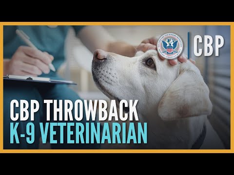 Working as a Veterinarian with CBP's K-9 Unit - CBP Throwback (2013) | CBP