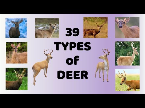 39 Types of Deer | For kids | Different types of deer