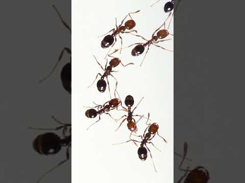 Ant | Wikipedia audio article
