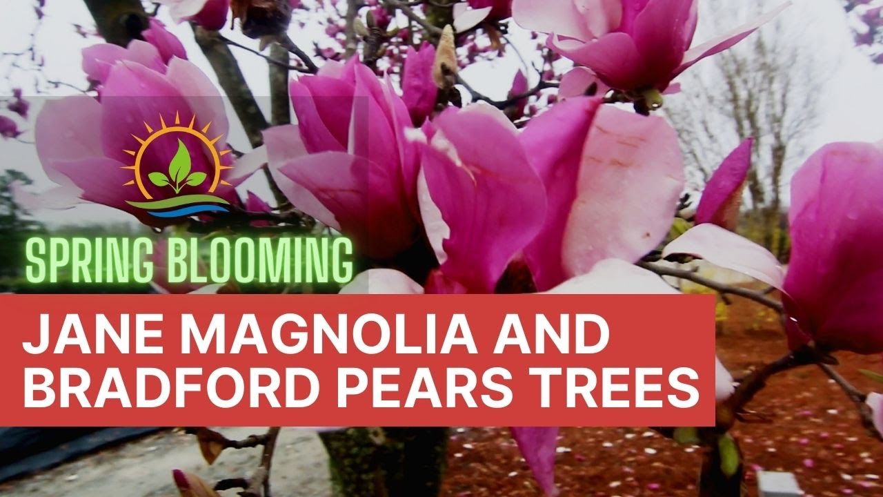 Spring Blooming Trees 🌳 Jane Magnolia & Bradford Pear | Plant Spotlight