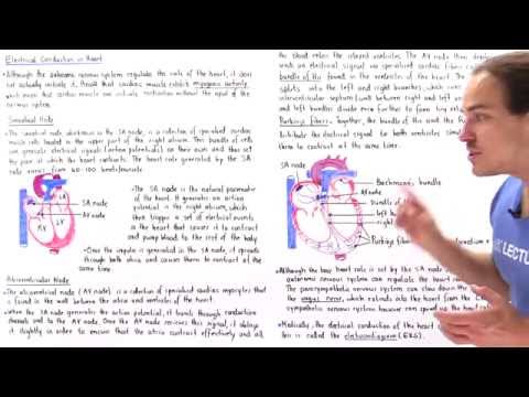 Electrical Conduction in the Heart
