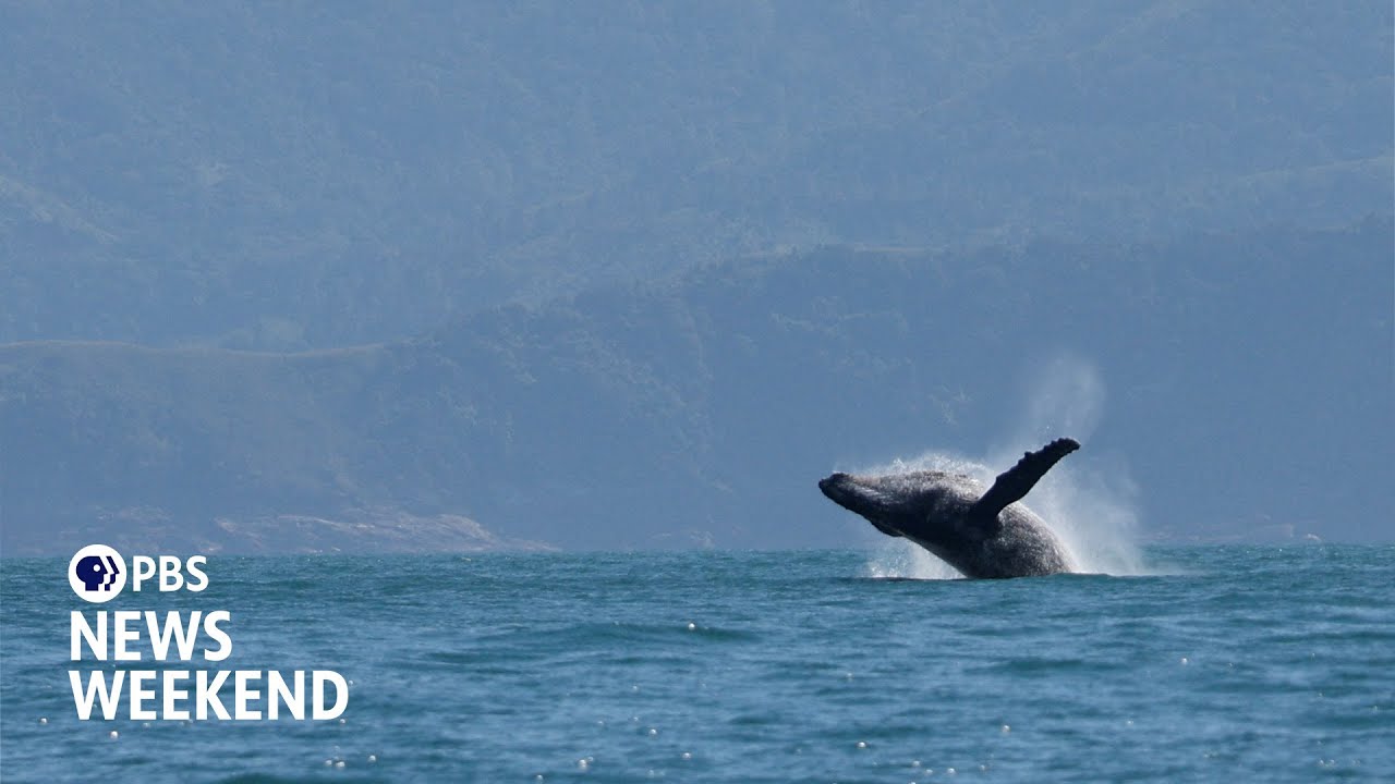 Scientists track humpback whale migration with an assist from AI technology
