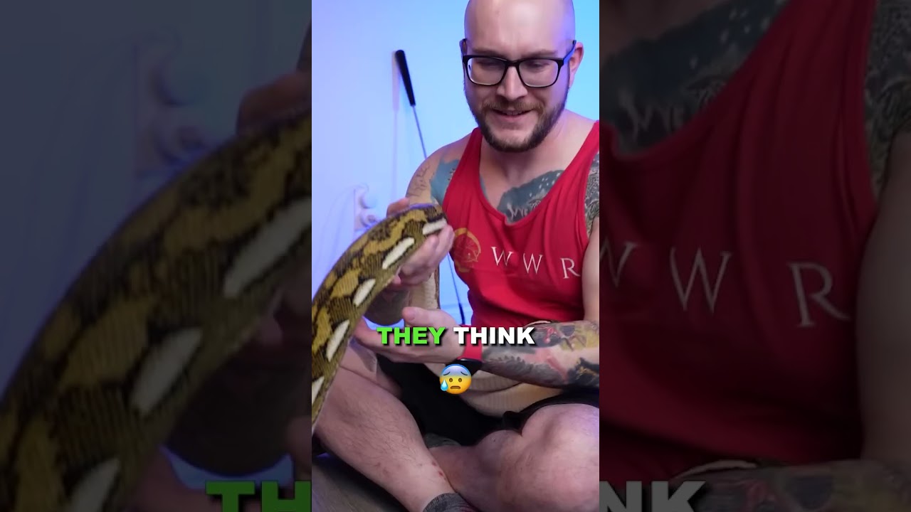 Why I Prefer Burmese Pythons Over Reticulated Pythons