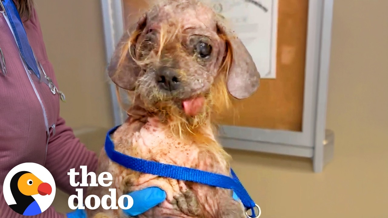 A Dog Transformation You Have To See To Believe | The Dodo