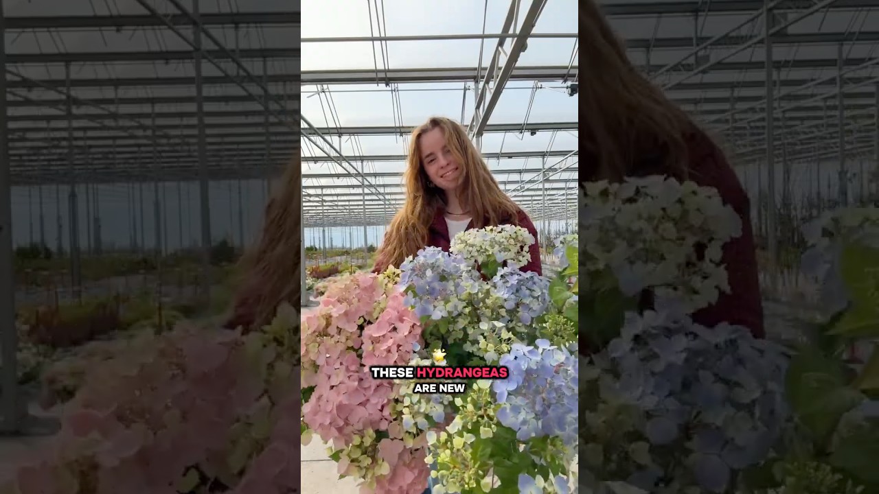 Which new #hydrangea is your favorite? 🦋
