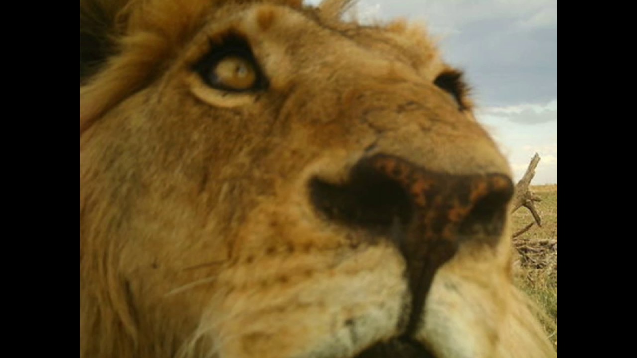 Deep learning tells giraffes from gazelles in the Serengeti