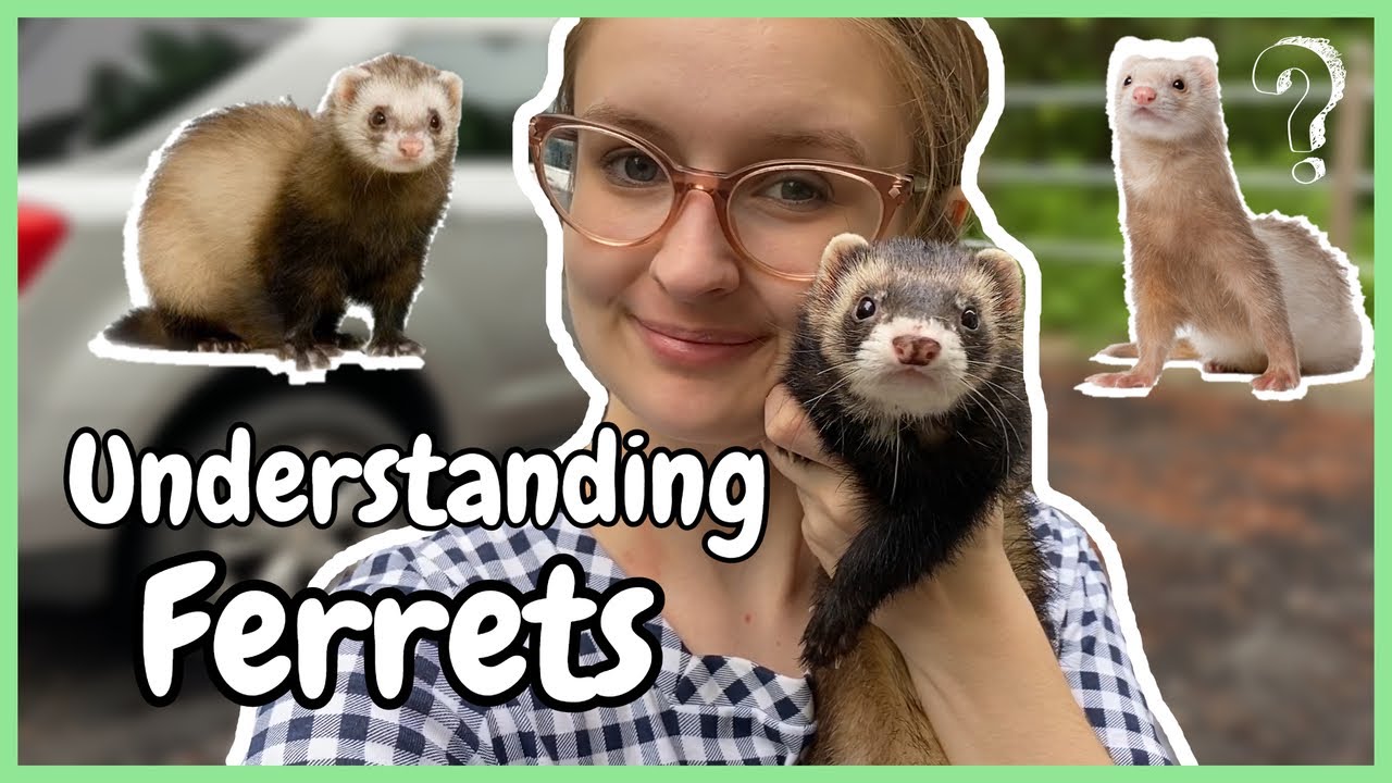 Ferret Body Language 101