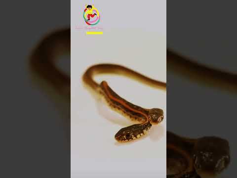 The Science Behind a Two-Headed Snake
