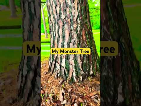 Monster trees #facts #live #nature #new #monster #livestream #twitch #reels #garden