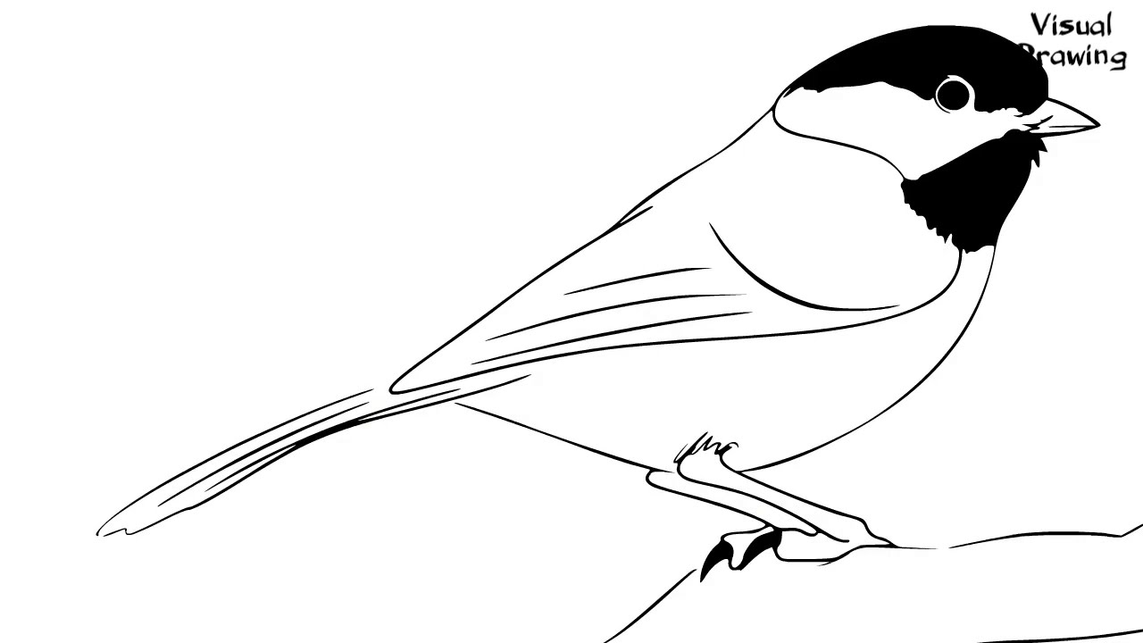 Black Capped Chickadee Drawing Easy, How To Draw A Black Capped Chickadee Flying Step By Step
