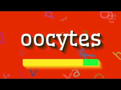 How to say "oocytes"! (High Quality Voices)
