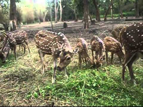 Nature of Kushalnagar