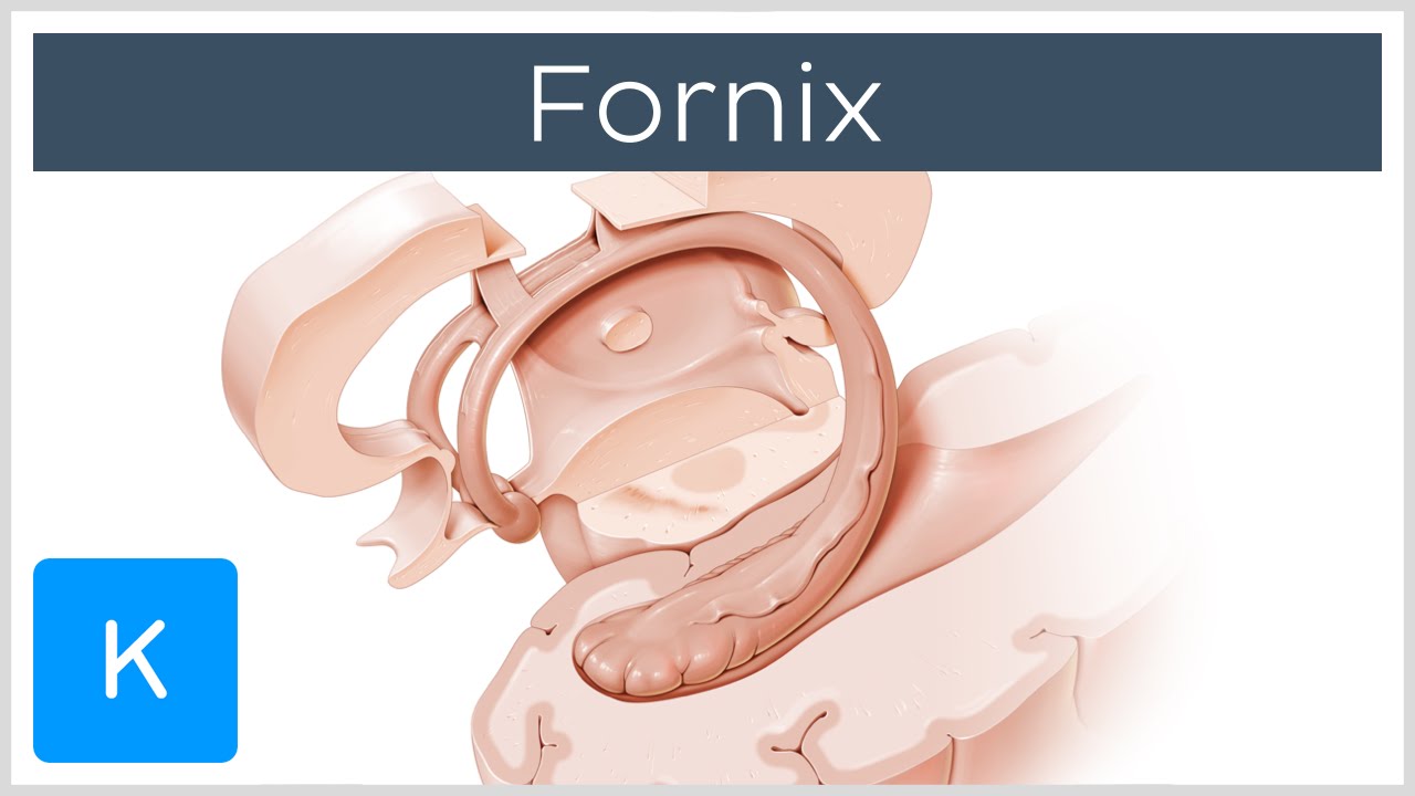 Fornix of the Brain: Structure & Function - Human Anatomy | Kenhub