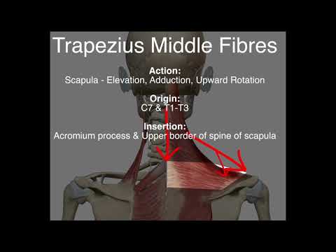 Trapezius - Origins & Insertions