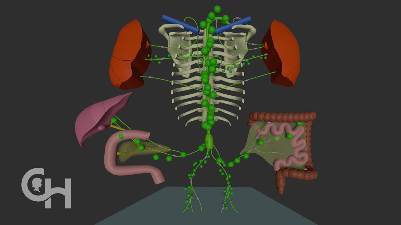 Normal Lymphatic Anatomy and Flow