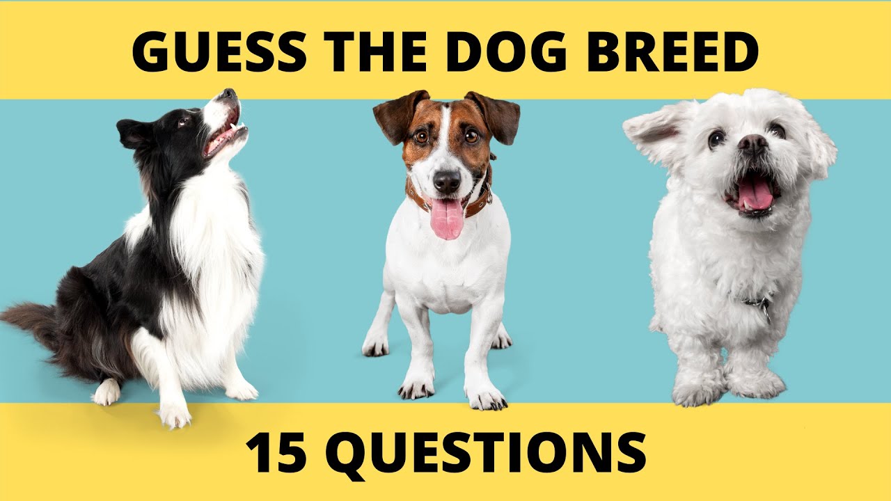 Dog Quiz - Guess the Dog Breed - 15 picture questions