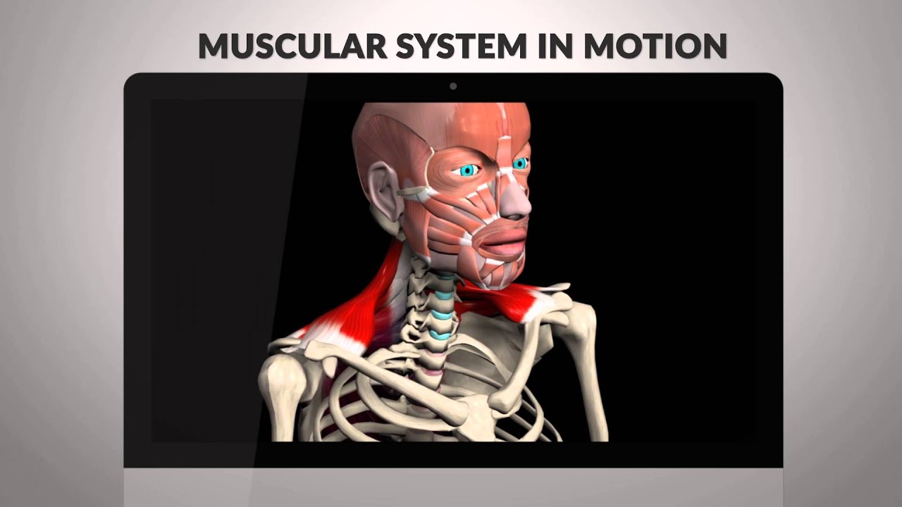 Muscle and Motion Anatomy app