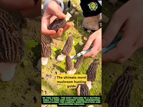 The ultimate morel mushroom hunting guide