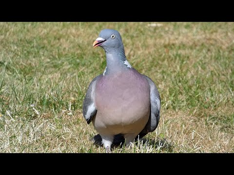 Bird Facts: The Common Wood Pigeon