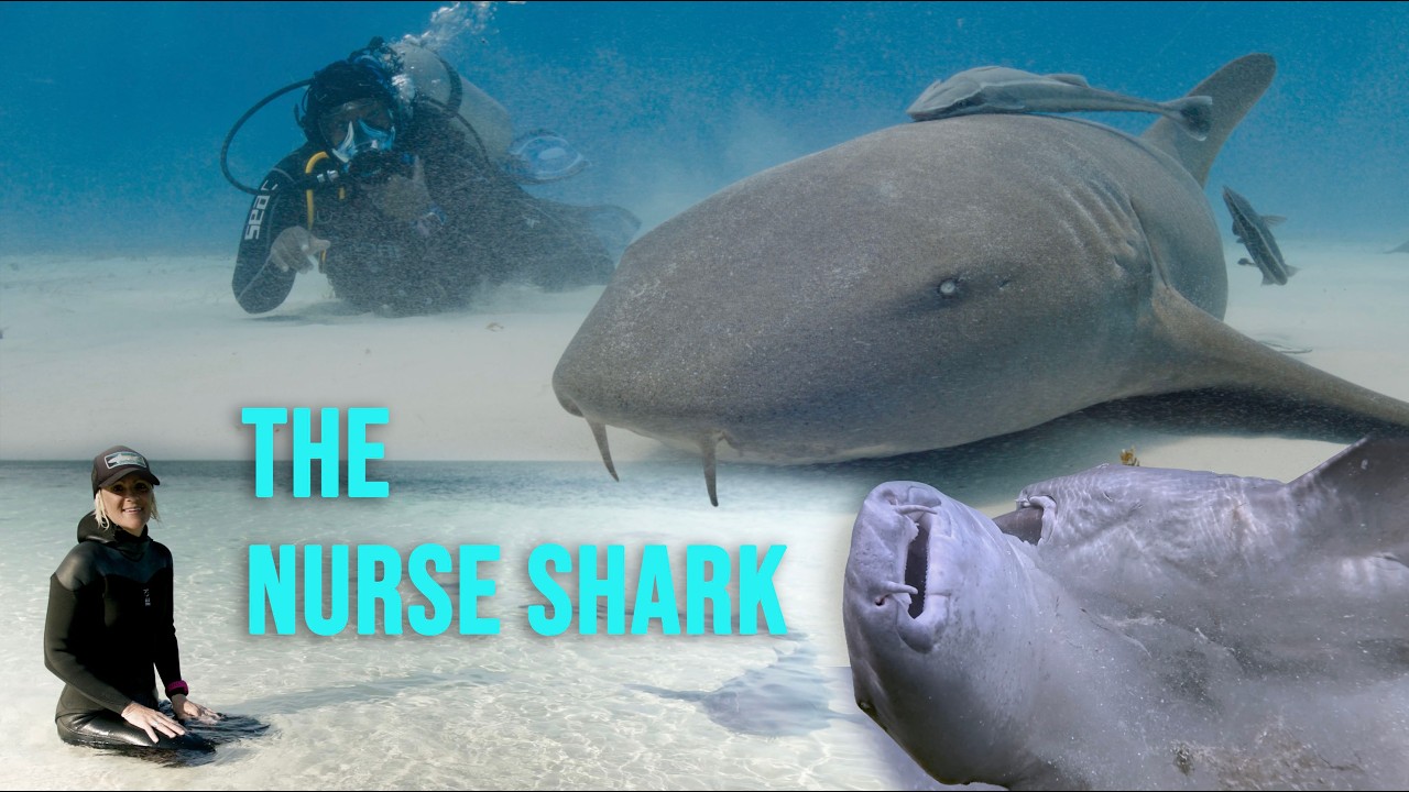 SHARK FACTS: THE NURSE SHARK
