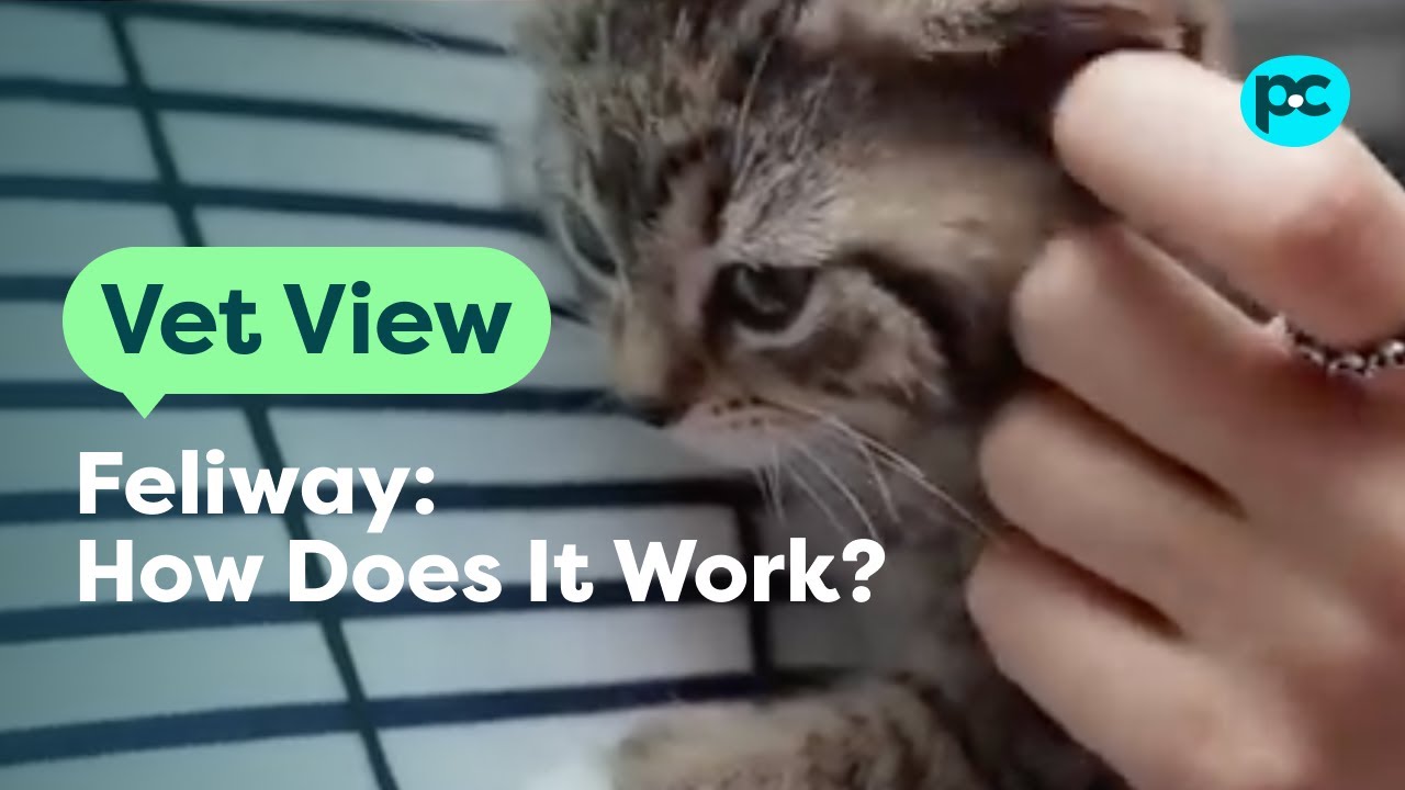Feliway: How Does It Work? | PET CIRCLE
