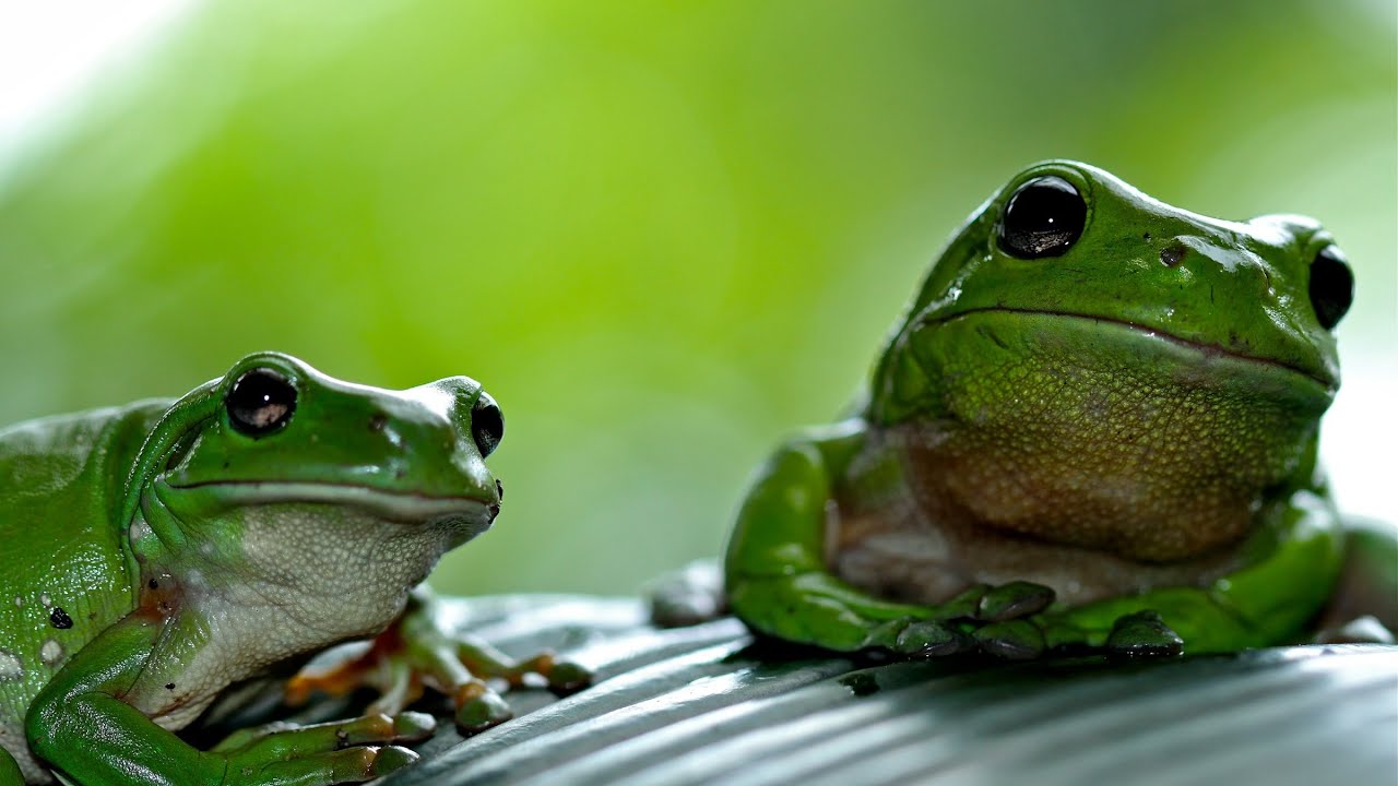 Ribbit: Parshat Va’eira